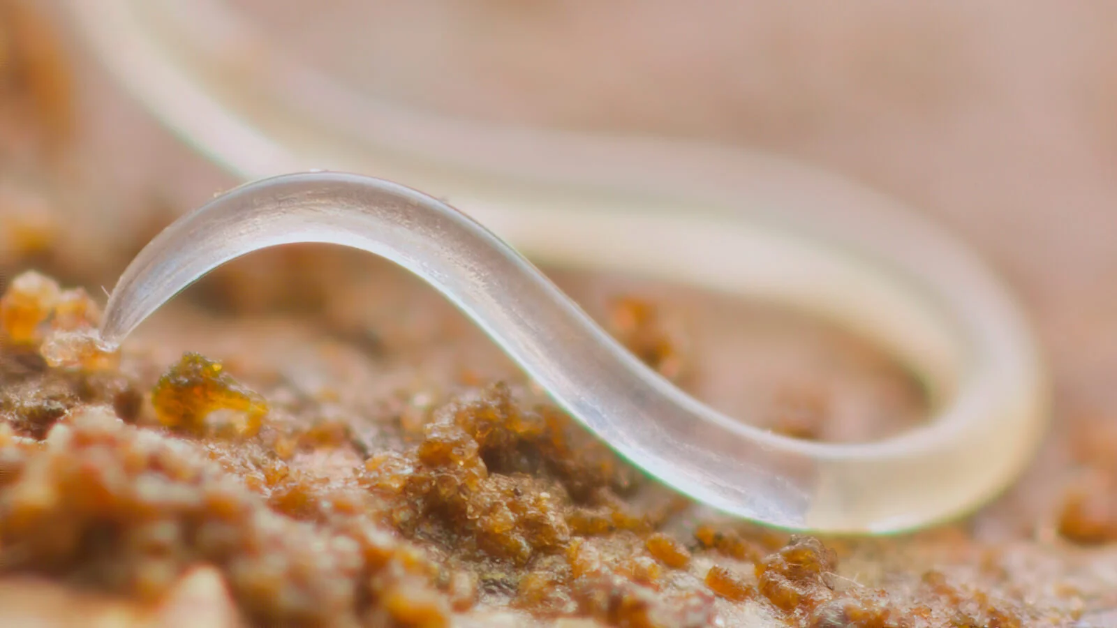 Nematodes — A Chaos of Delight