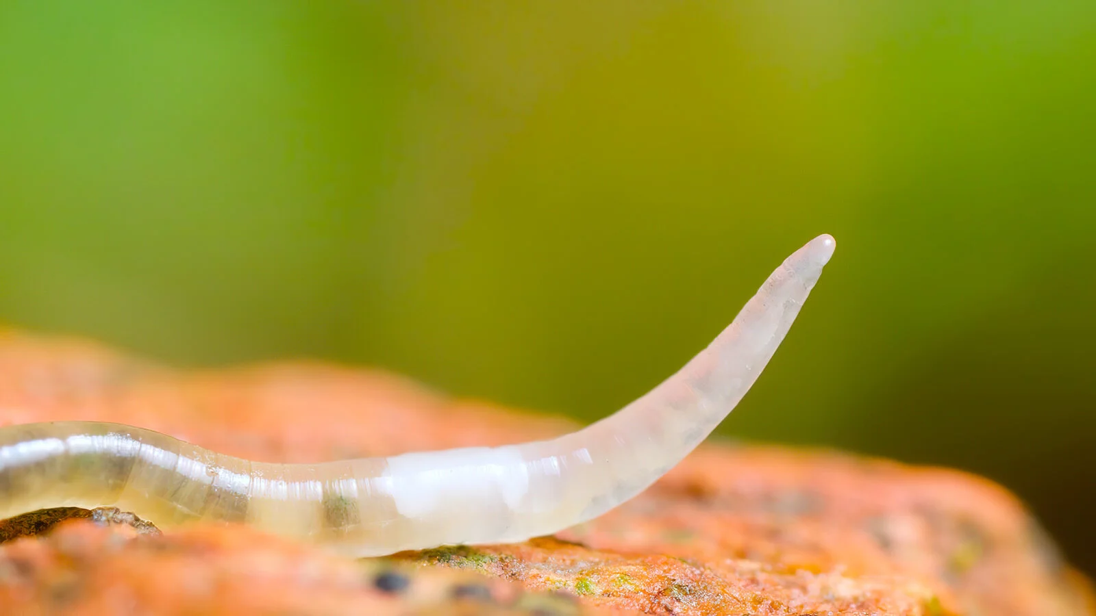 All about Enchytraeidae | white pot worms - A Chaos of Delight