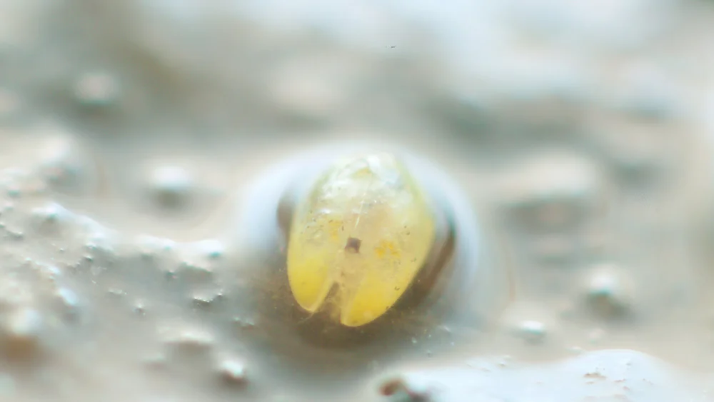 All about terrestrial ostracods - A Chaos of Delight