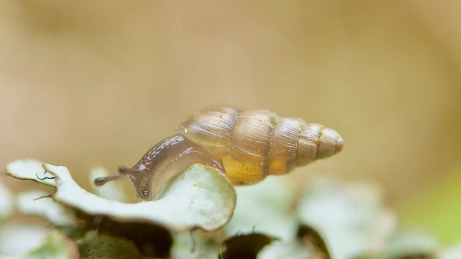All about micro snails (terrestrial) - A Chaos of Delight