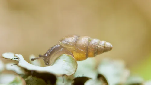 All about micro snails (terrestrial) - A Chaos of Delight