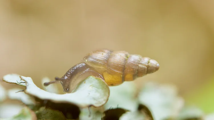 All about micro snails (terrestrial) - A Chaos of Delight