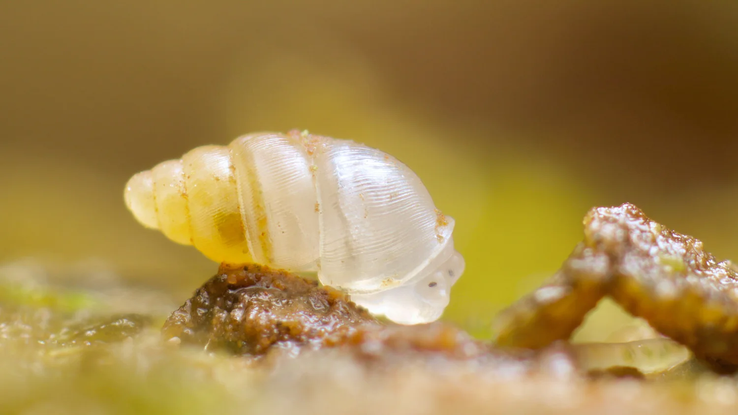 All about micro snails (terrestrial) - A Chaos of Delight