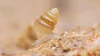 All about micro snails (terrestrial) - A Chaos of Delight
