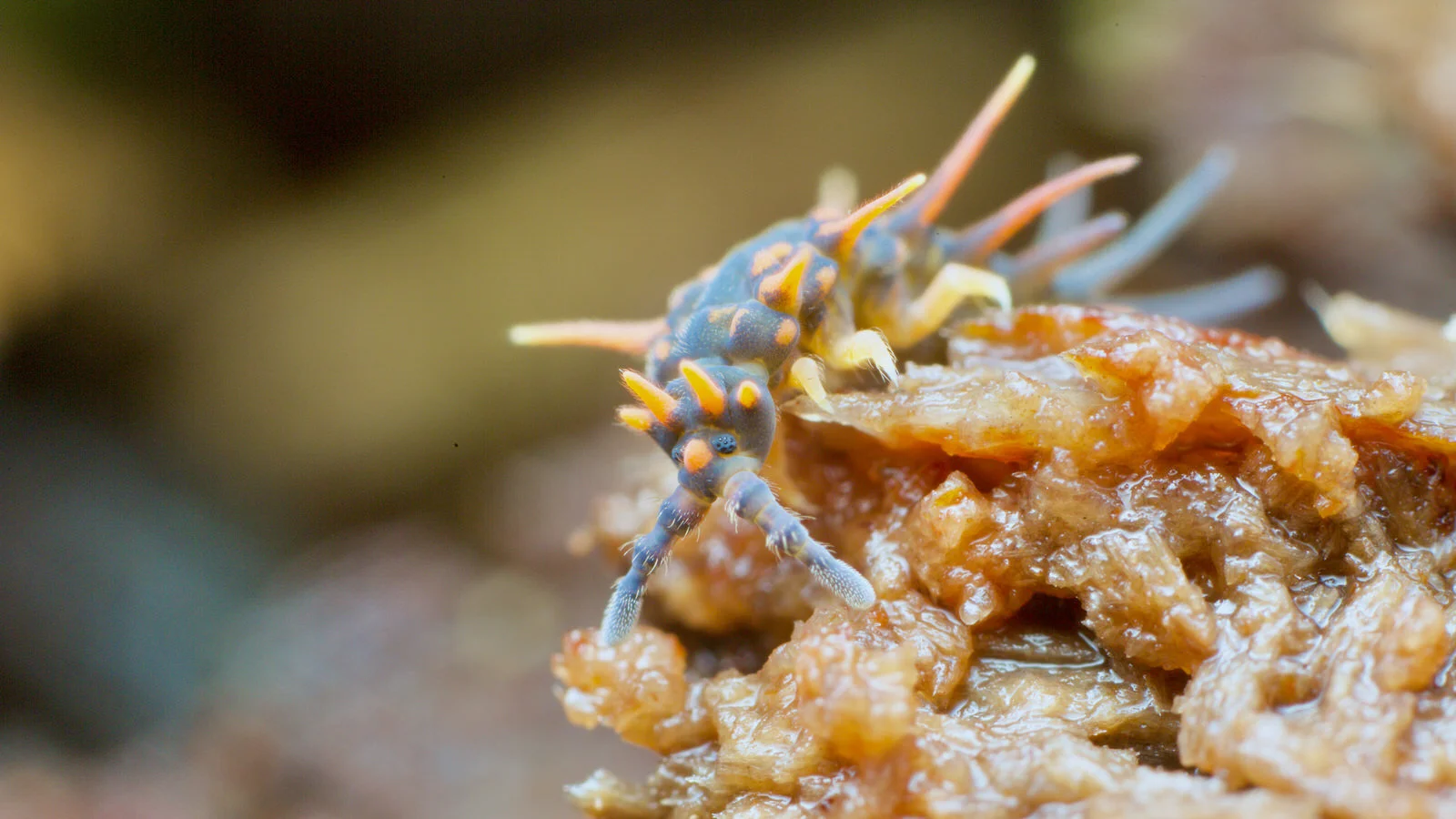 Photos of Collembola | soil springtails - A Chaos of Delight