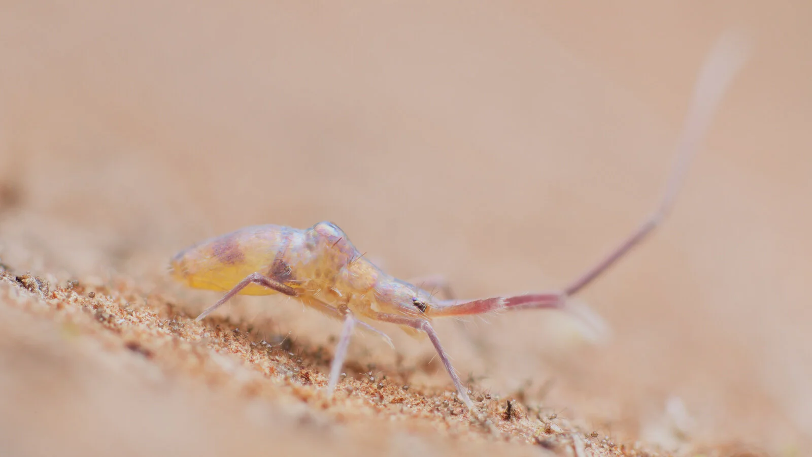 Photos of Collembola | soil springtails - A Chaos of Delight