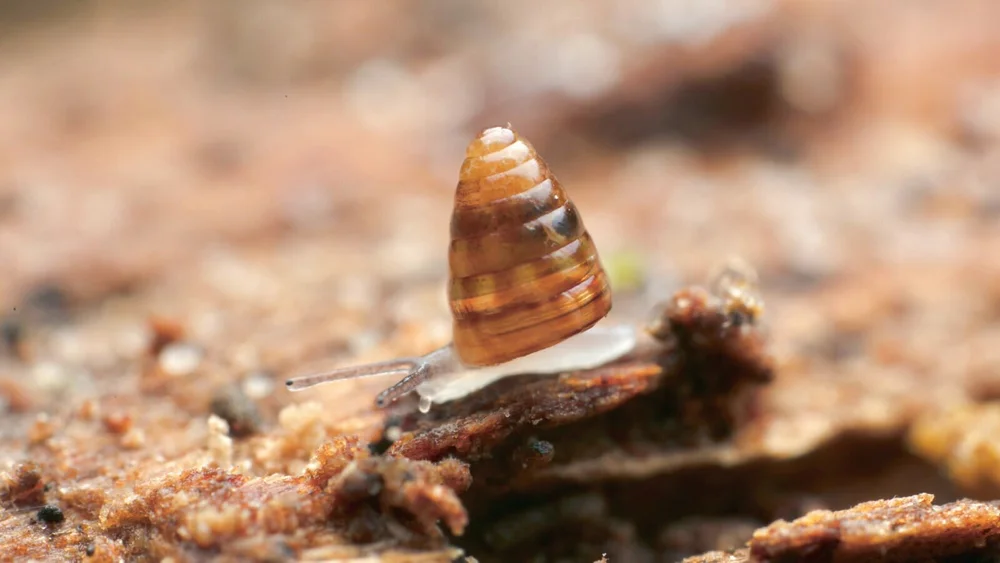 All about micro snails (terrestrial) - A Chaos of Delight