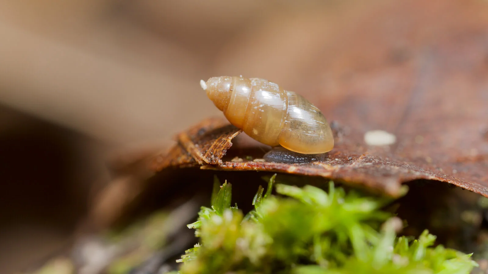 All about micro snails (terrestrial) - A Chaos of Delight