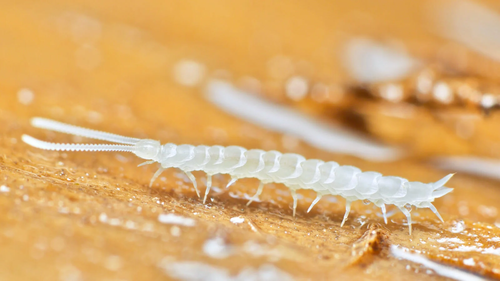 Photo links to the soil mesofauna - A Chaos of Delight