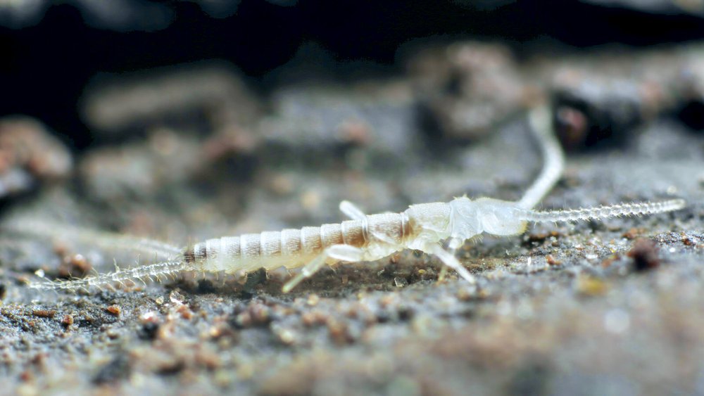 All about Diplura - A Chaos of Delight