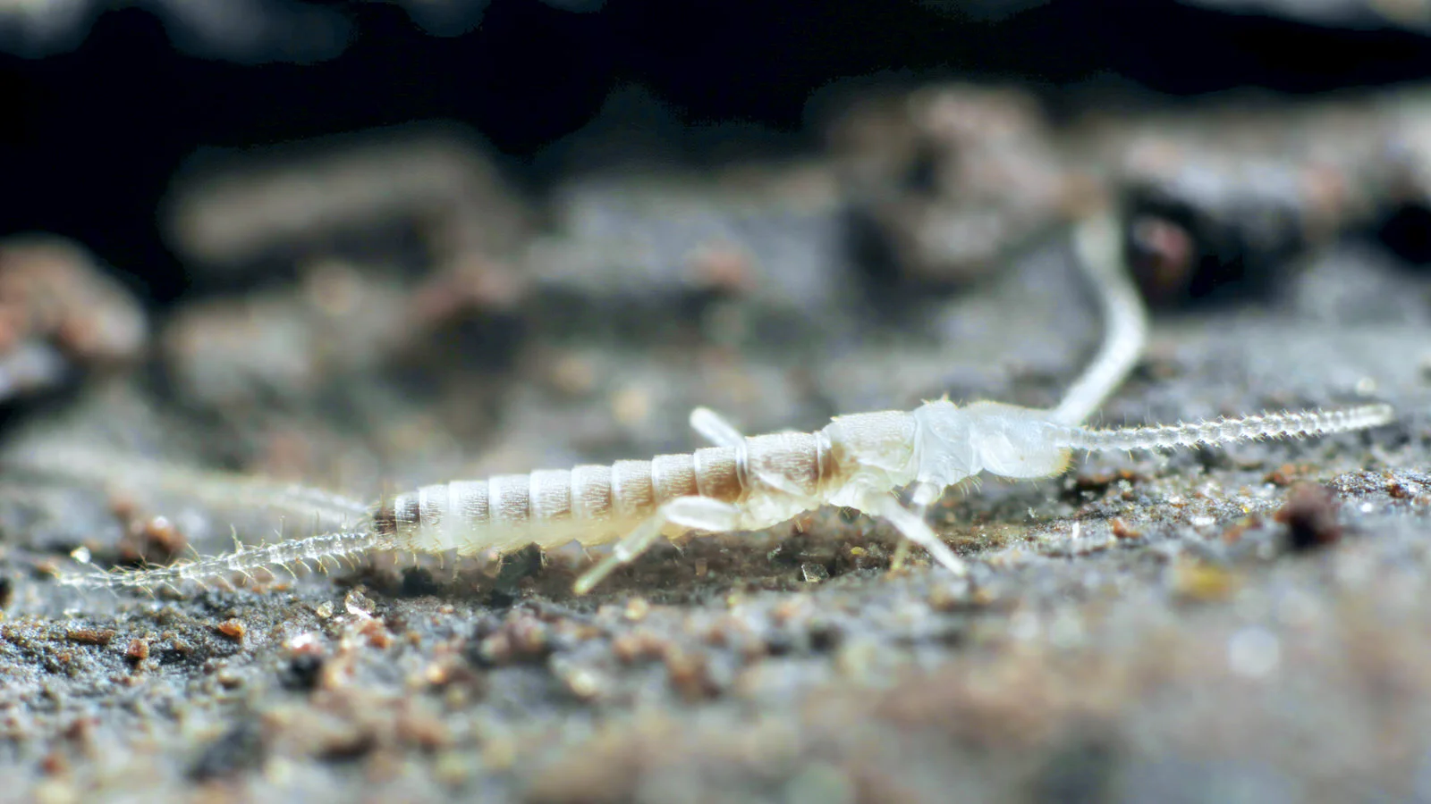 All about Diplura - A Chaos of Delight