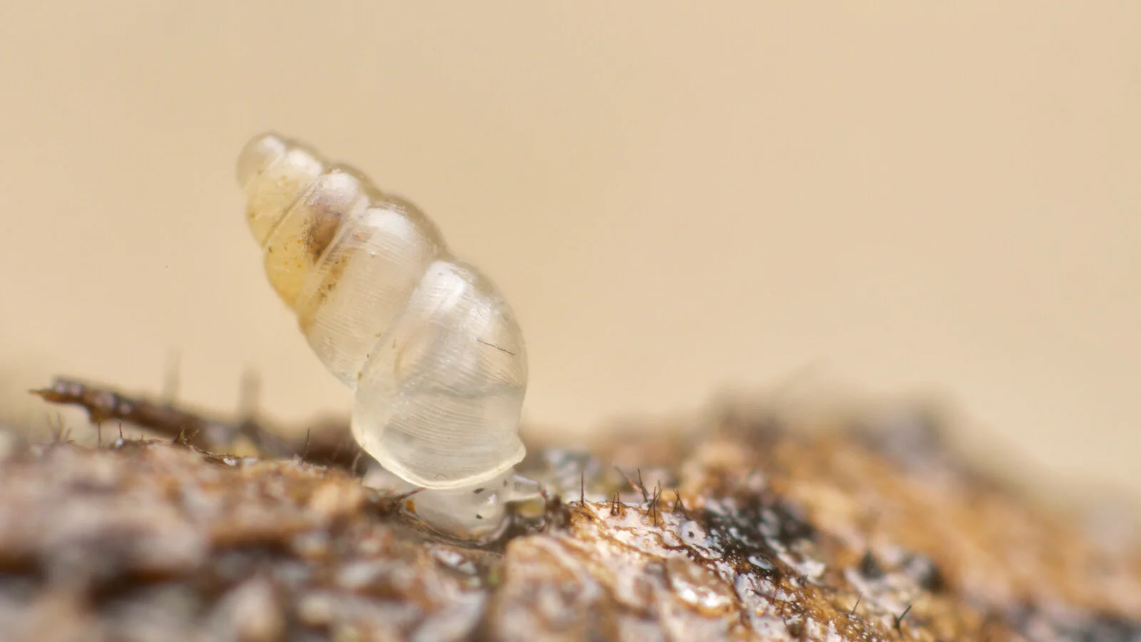 All about micro snails (terrestrial) - A Chaos of Delight