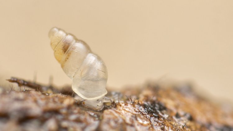 All about micro snails (terrestrial) - A Chaos of Delight