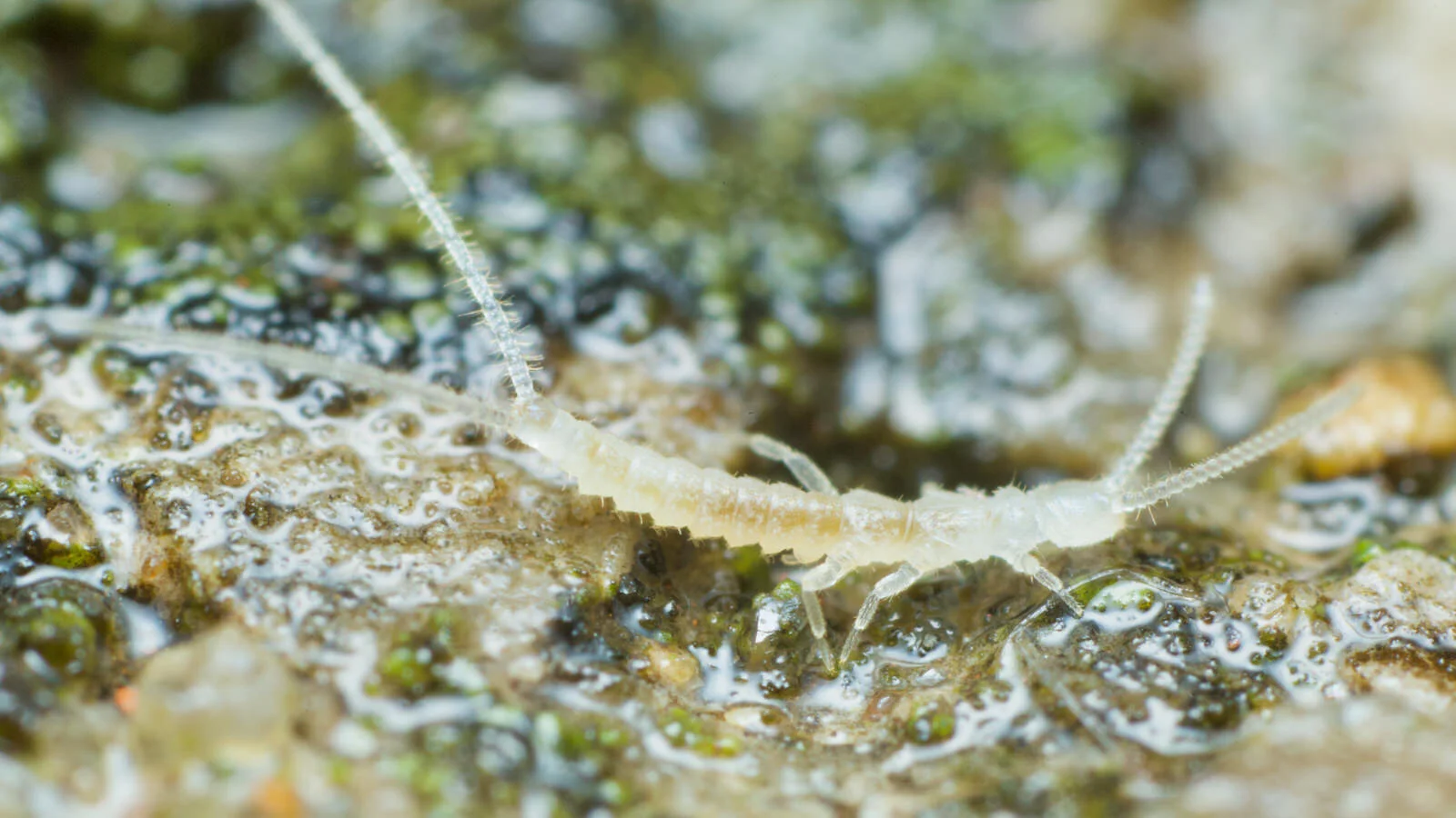 All about Diplura - A Chaos of Delight