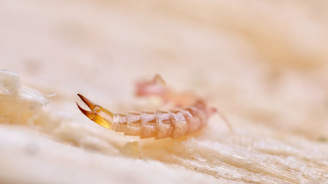 All about Diplura - A Chaos of Delight