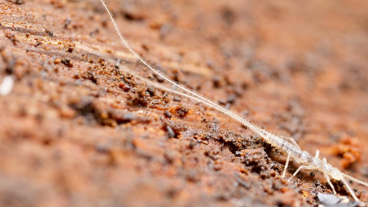 All about Diplura - A Chaos of Delight