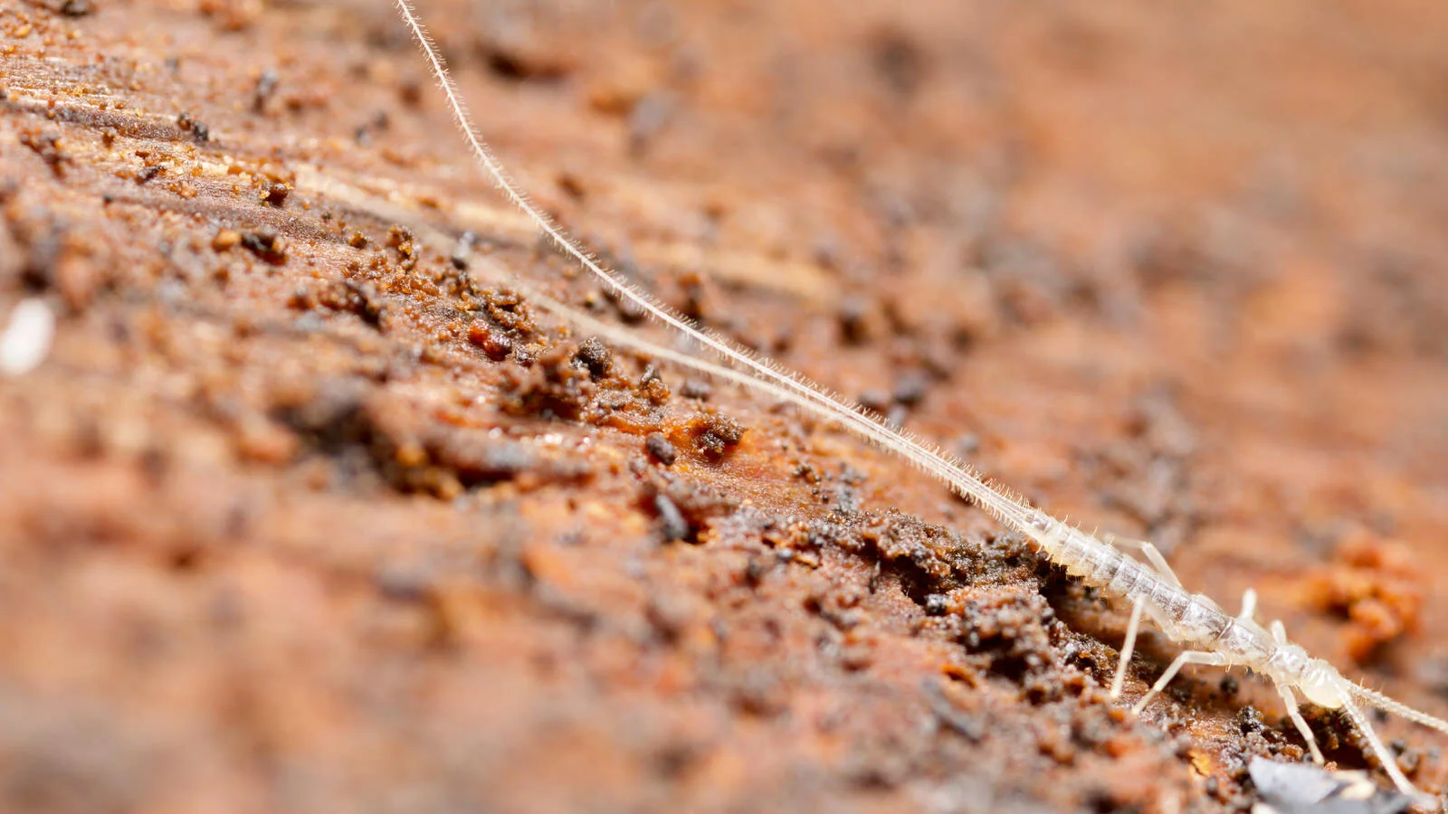 All about Diplura - A Chaos of Delight