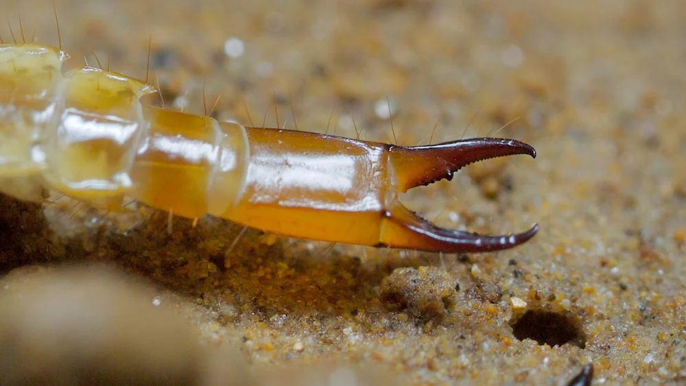 All about Diplura - A Chaos of Delight