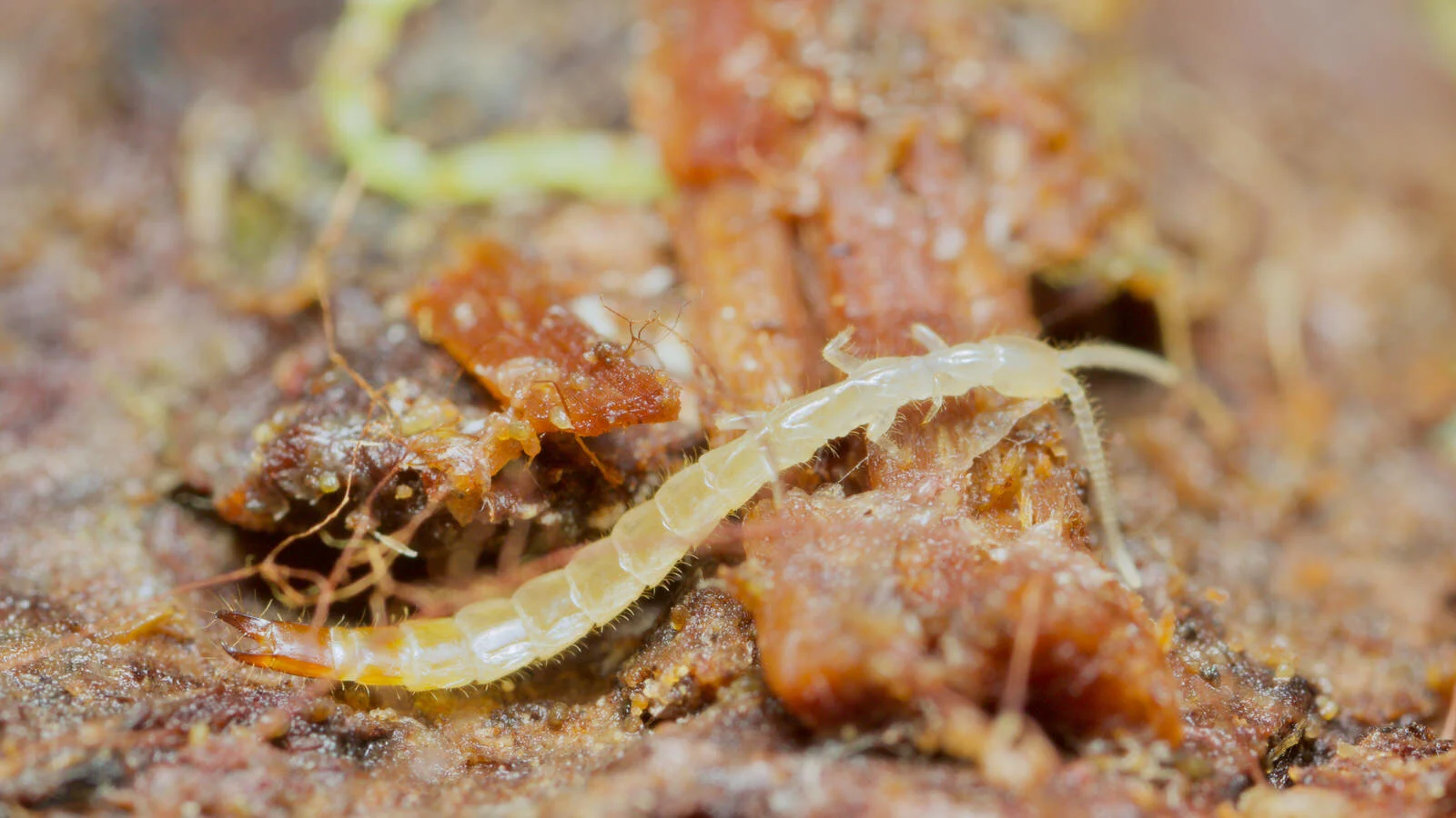 All about Diplura - A Chaos of Delight