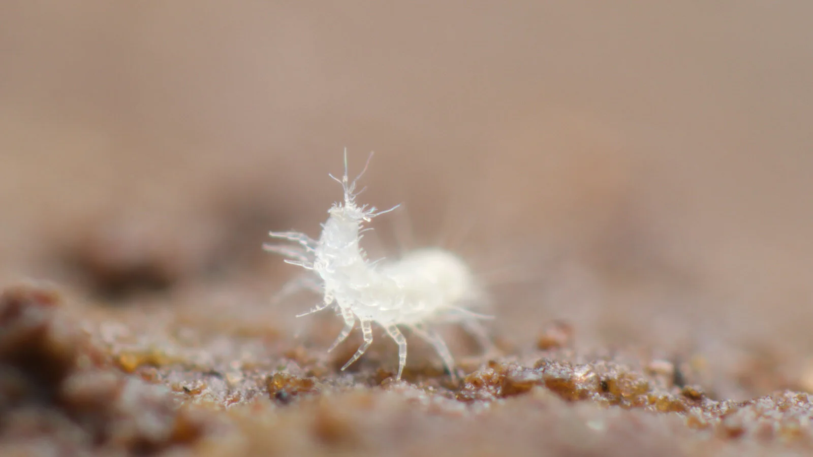 All about Pauropods - A Chaos of Delight