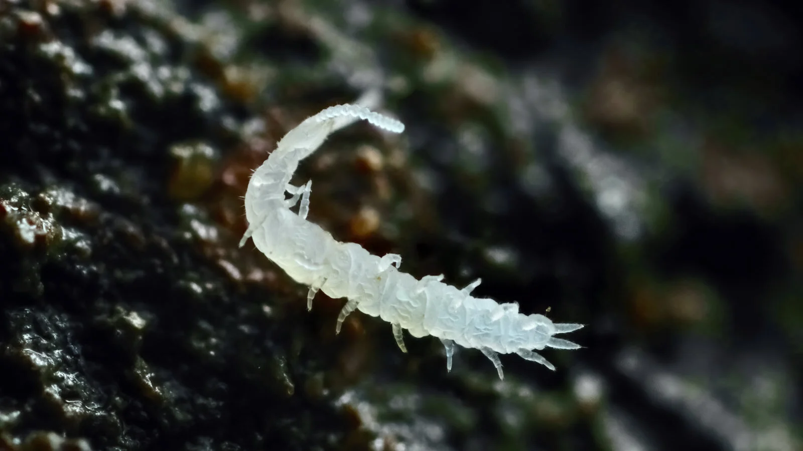 All about Symphyla - A Chaos of Delight