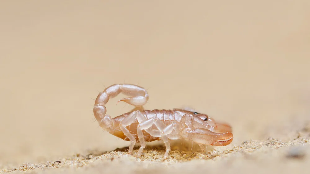 All about pseudoscorpions - A Chaos of Delight