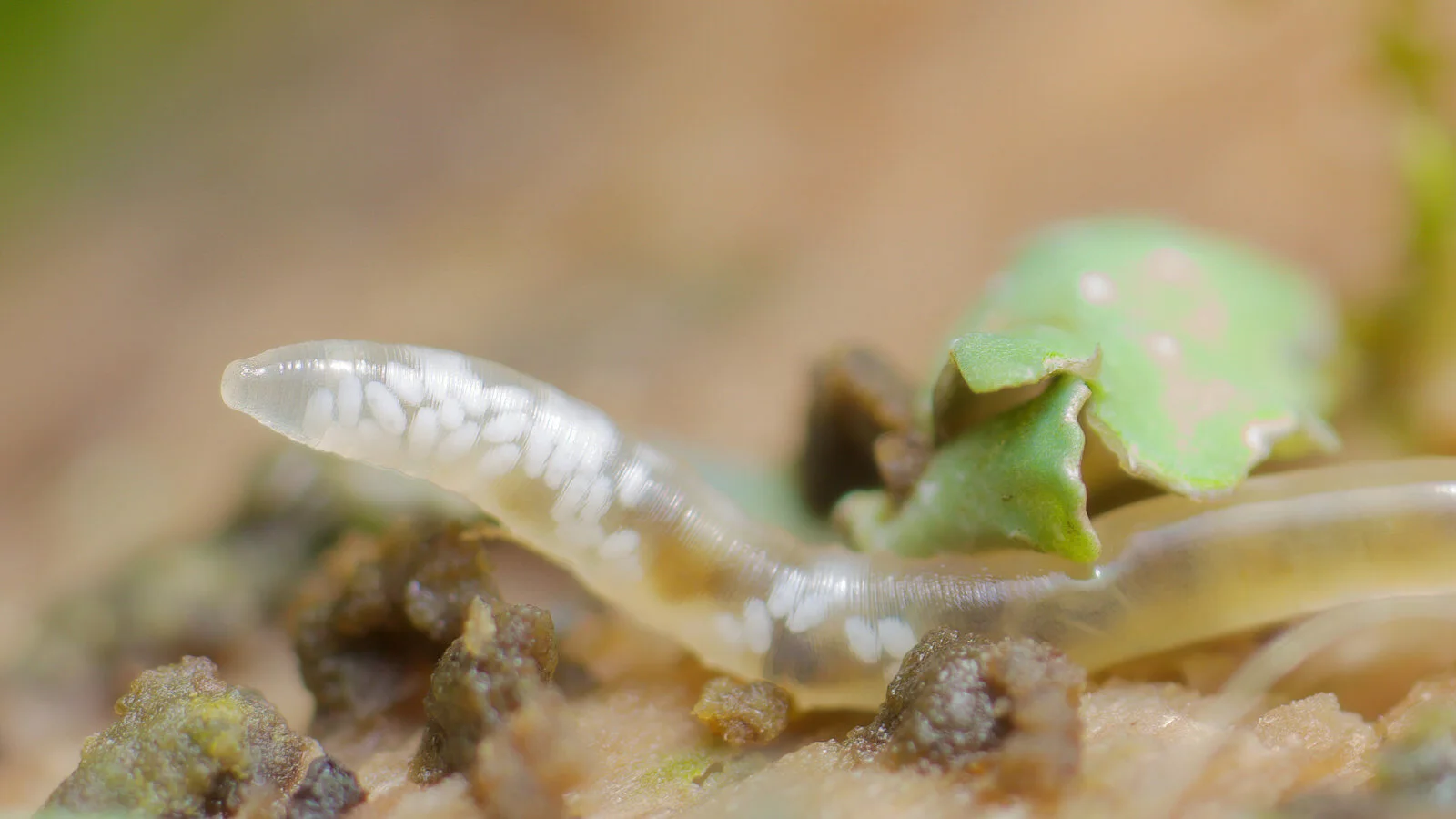 All about Enchytraeidae | white pot worms - A Chaos of Delight
