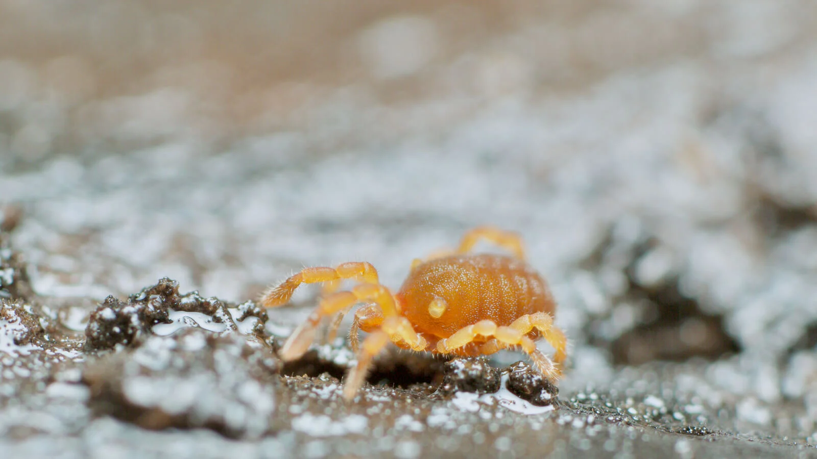 Photo links to the soil mesofauna - A Chaos of Delight