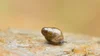 All about micro snails (terrestrial) - A Chaos of Delight