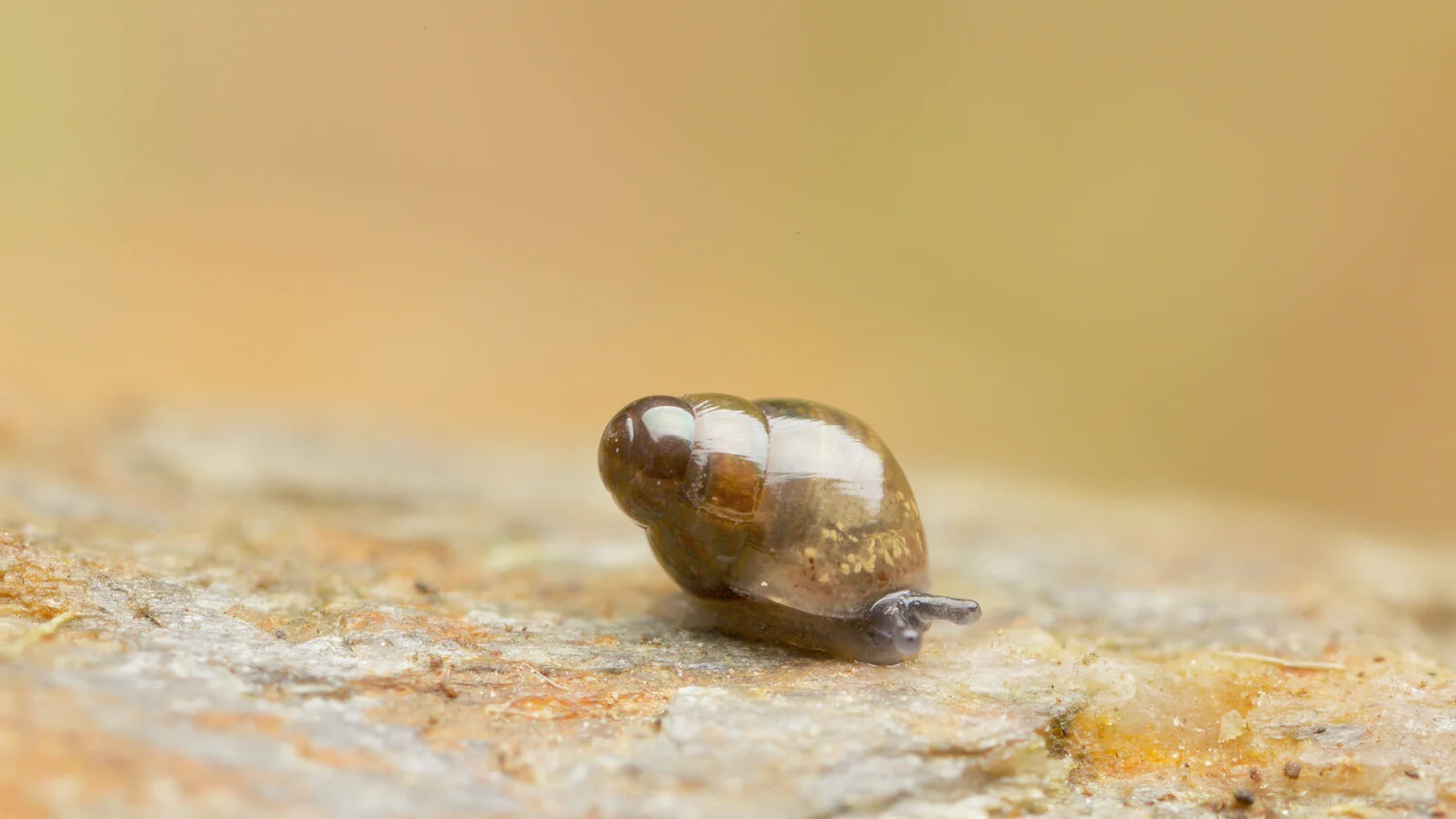 All about micro snails (terrestrial) - A Chaos of Delight