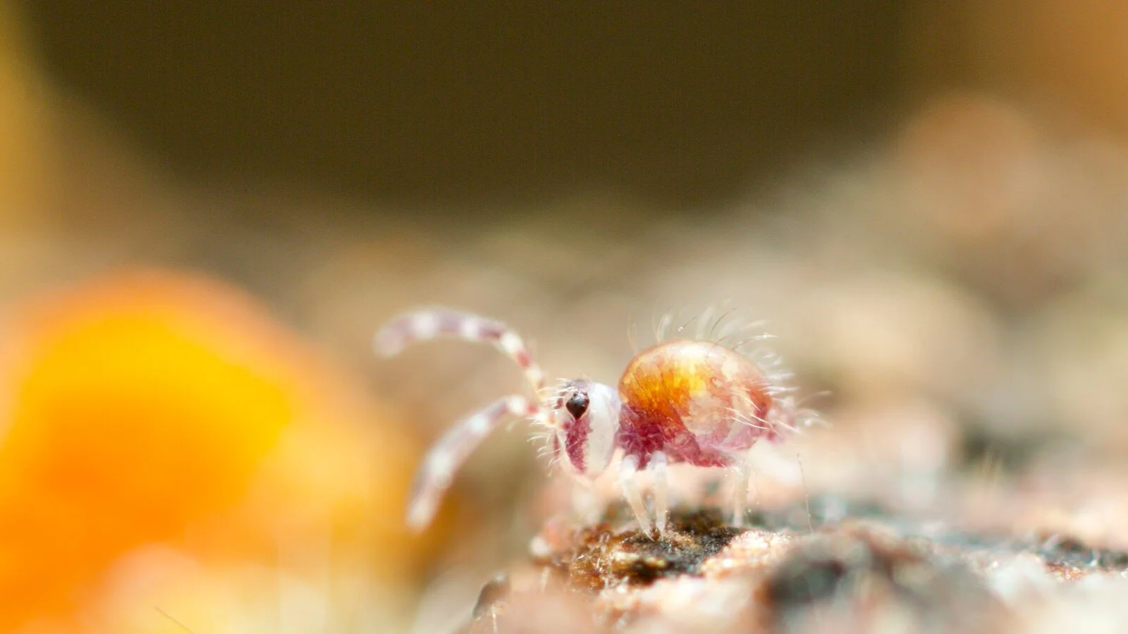 All about springtails (Collembola) - A Chaos of Delight