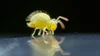All about springtails (Collembola) - A Chaos of Delight