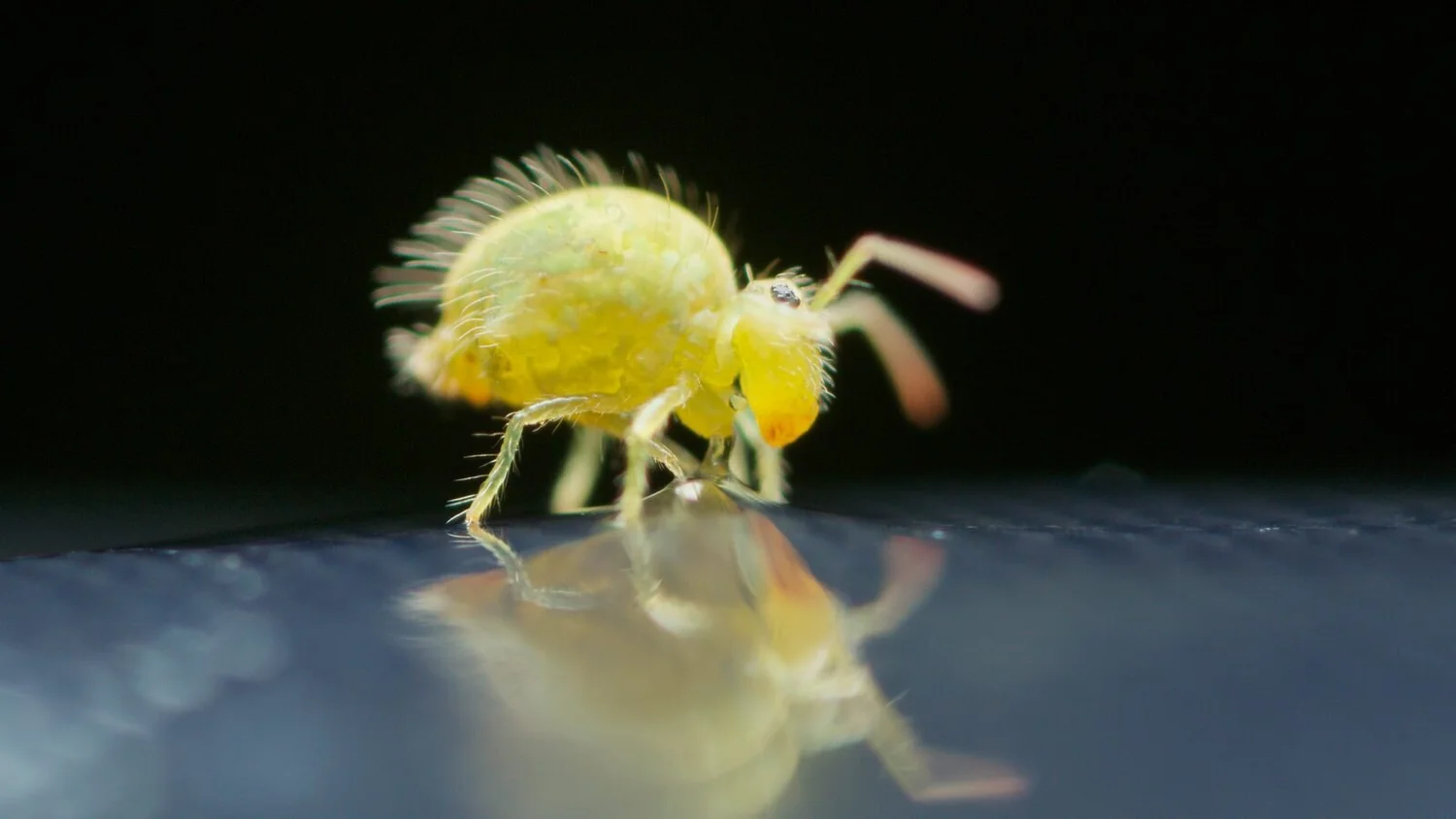 All about springtails (Collembola) - A Chaos of Delight