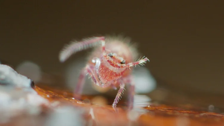 All about springtails (Collembola) - A Chaos of Delight