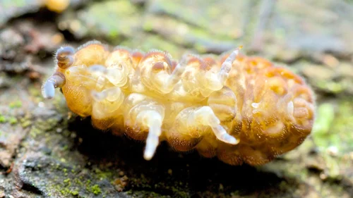 All about springtails (Collembola) - A Chaos of Delight
