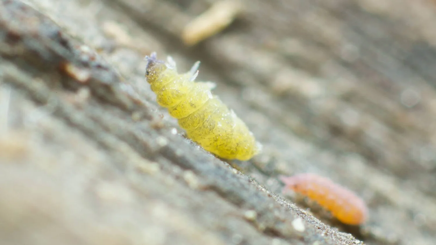All about springtails (Collembola) - A Chaos of Delight
