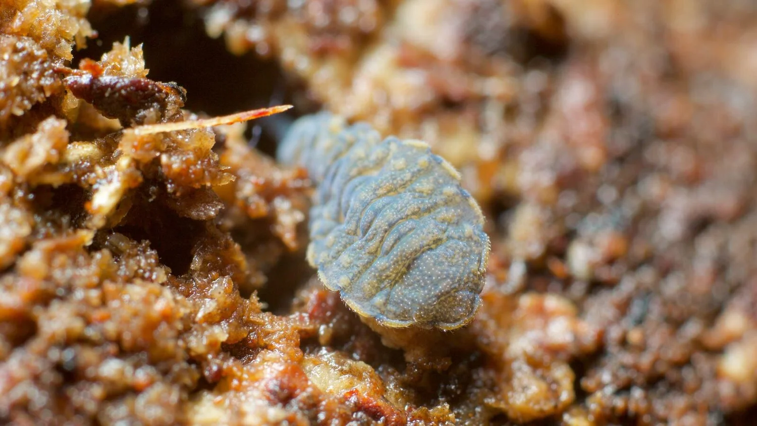 All about springtails (Collembola) - A Chaos of Delight