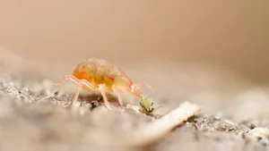 All about soil mites - A Chaos of Delight