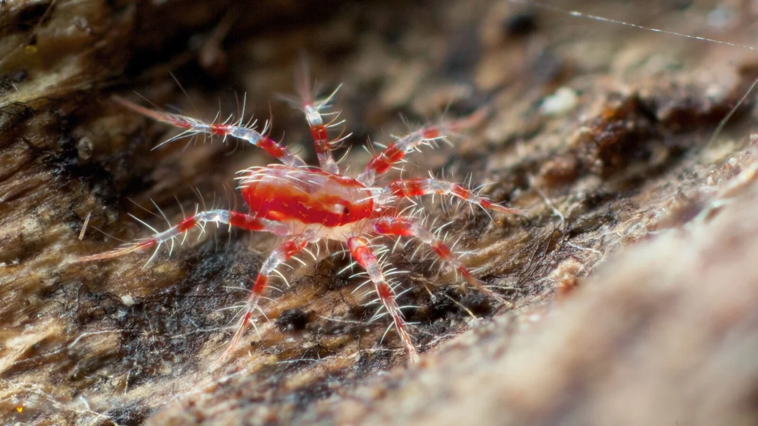 All about soil mites - A Chaos of Delight