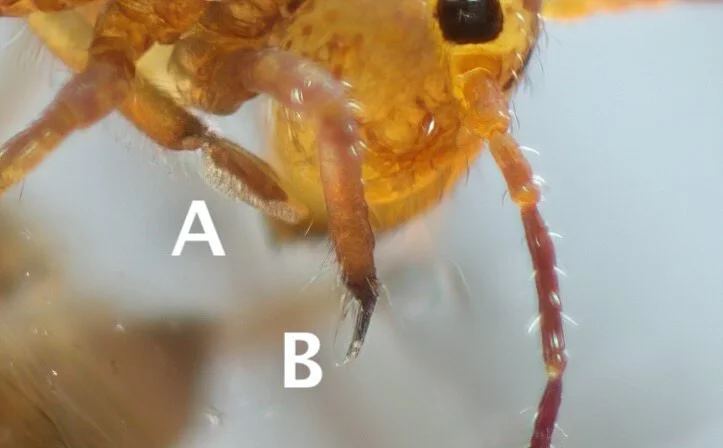 Springtail of the month- Sminthurides aquaticus - A Chaos of Delight