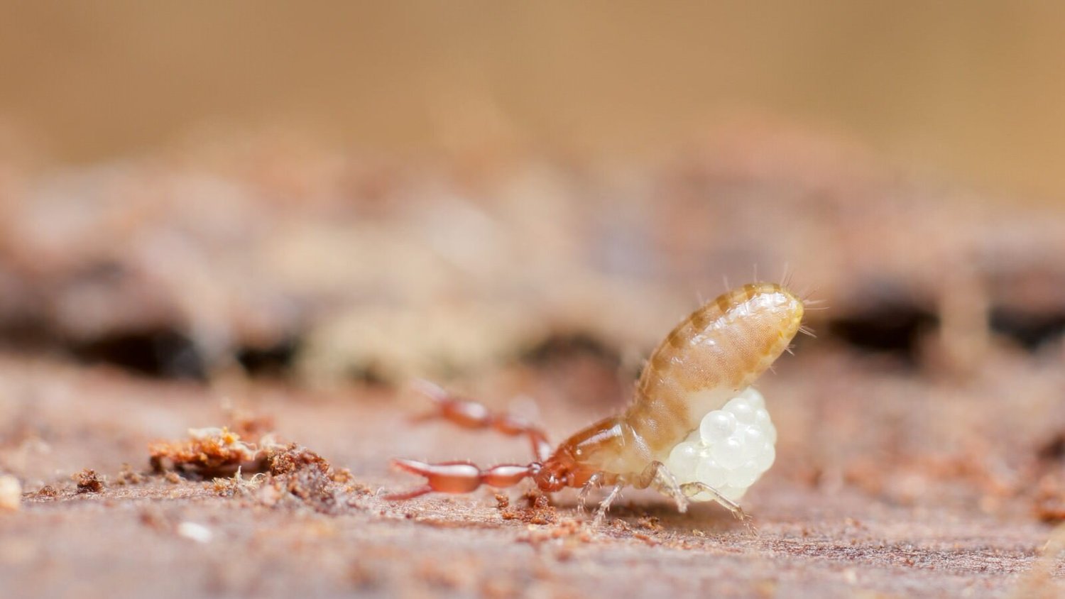 All about pseudoscorpions - A Chaos of Delight