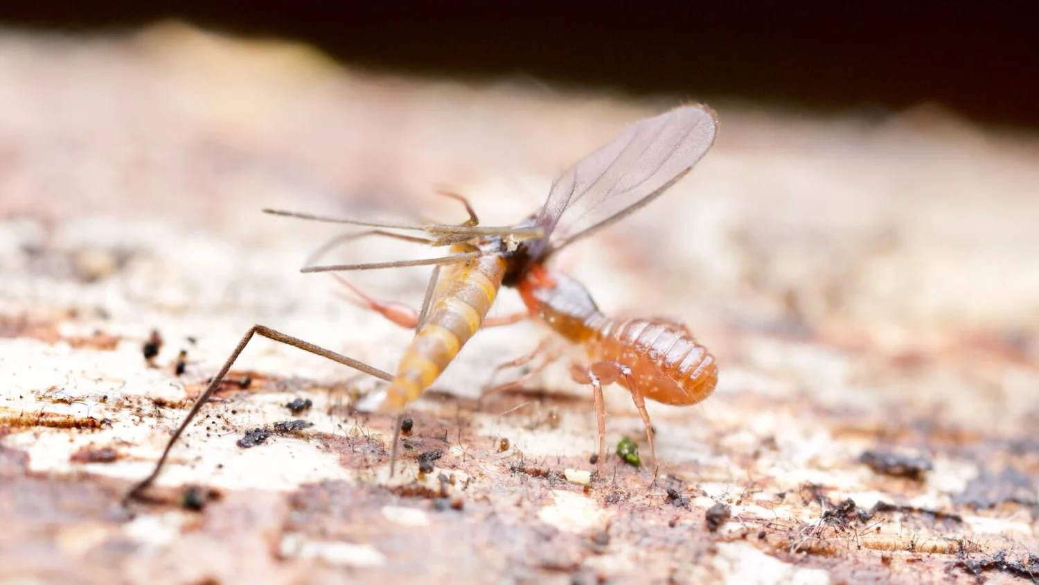 All about pseudoscorpions - A Chaos of Delight
