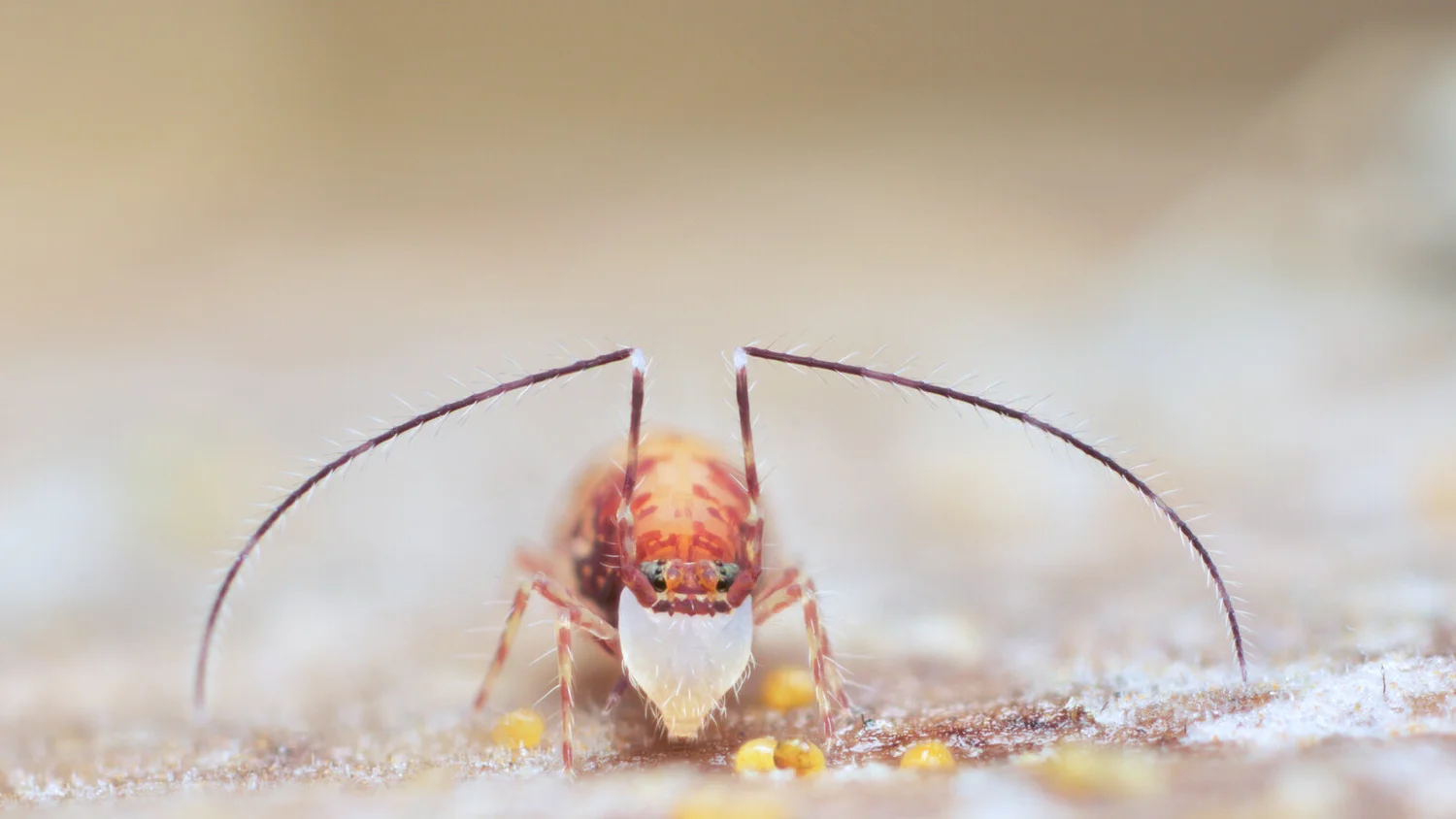 Springtails- chasing giants - A Chaos of Delight