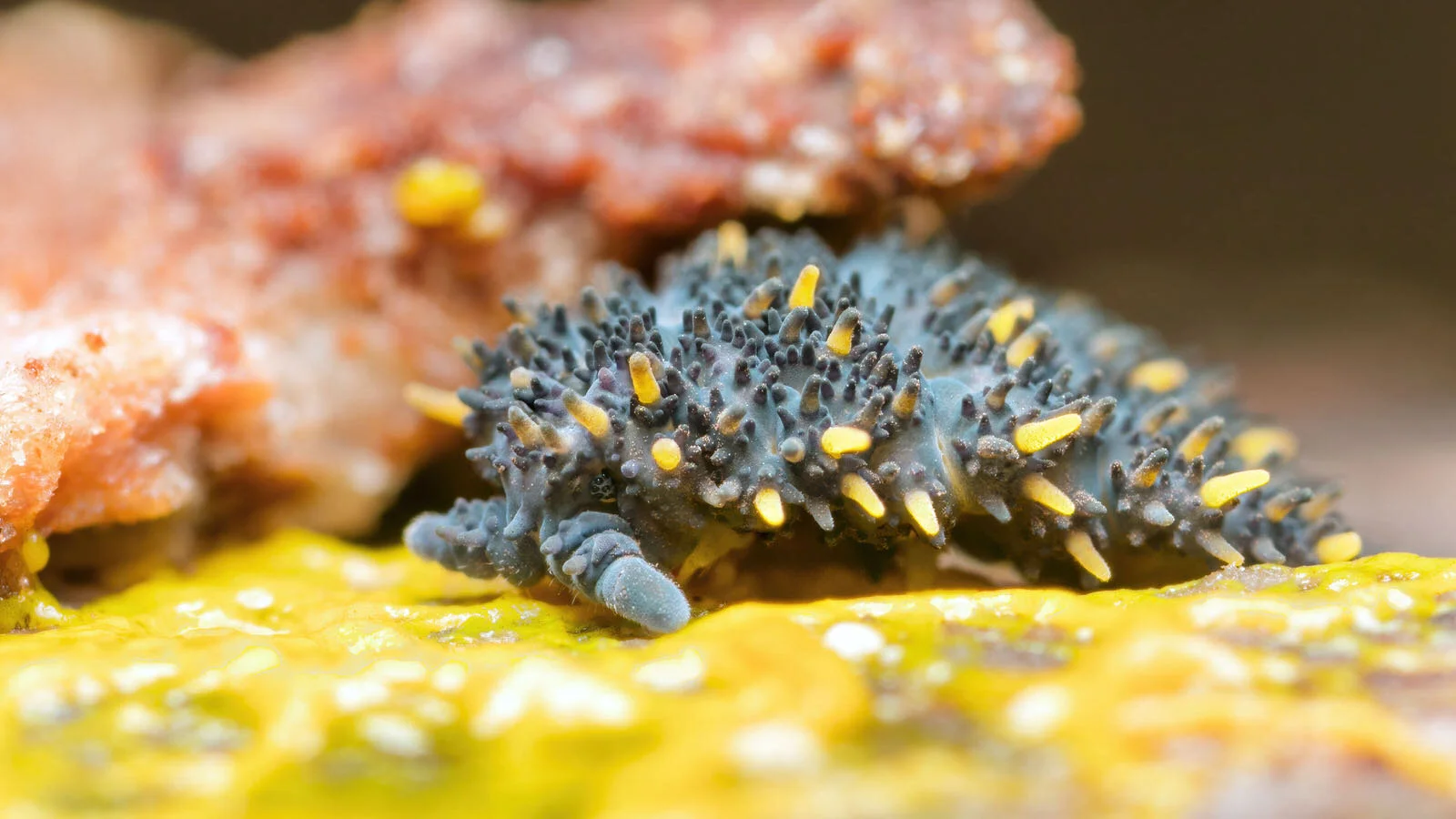 Springtails- chasing giants. - A Chaos of Delight