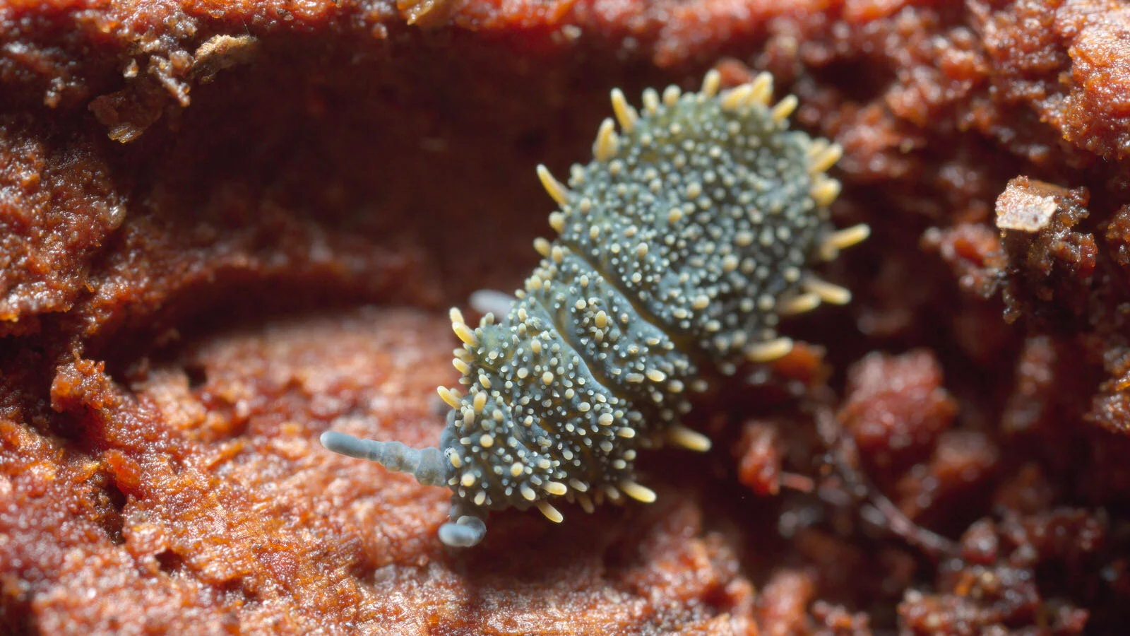 Springtails- chasing giants. - A Chaos of Delight