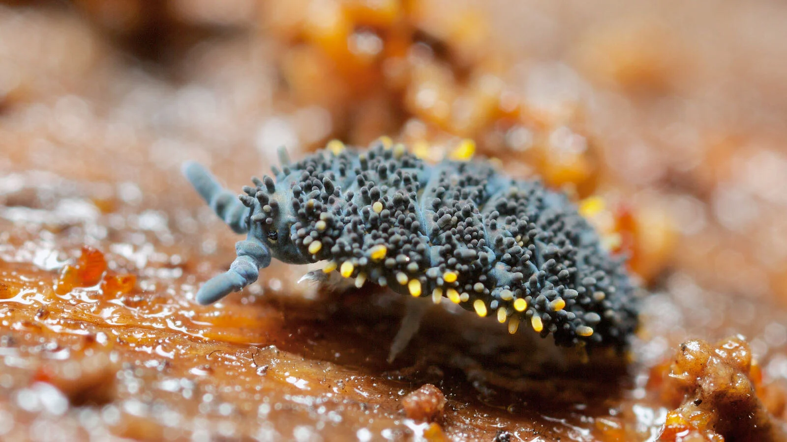 Springtails- chasing giants. - A Chaos of Delight