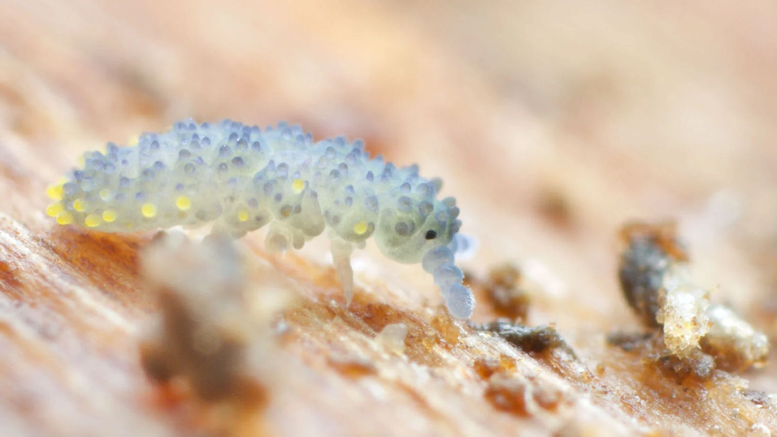 Springtails- chasing giants. - A Chaos of Delight