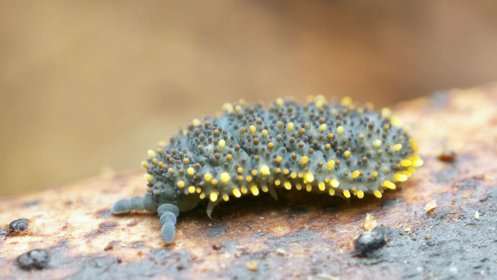 Springtails- chasing giants. - A Chaos of Delight