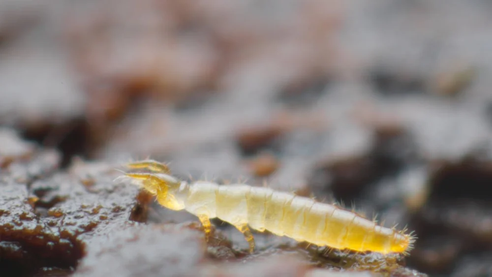 All about Protura - A Chaos of Delight