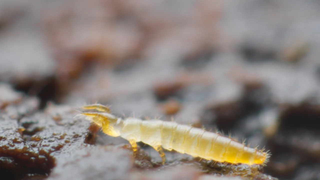 All about Protura - A Chaos of Delight